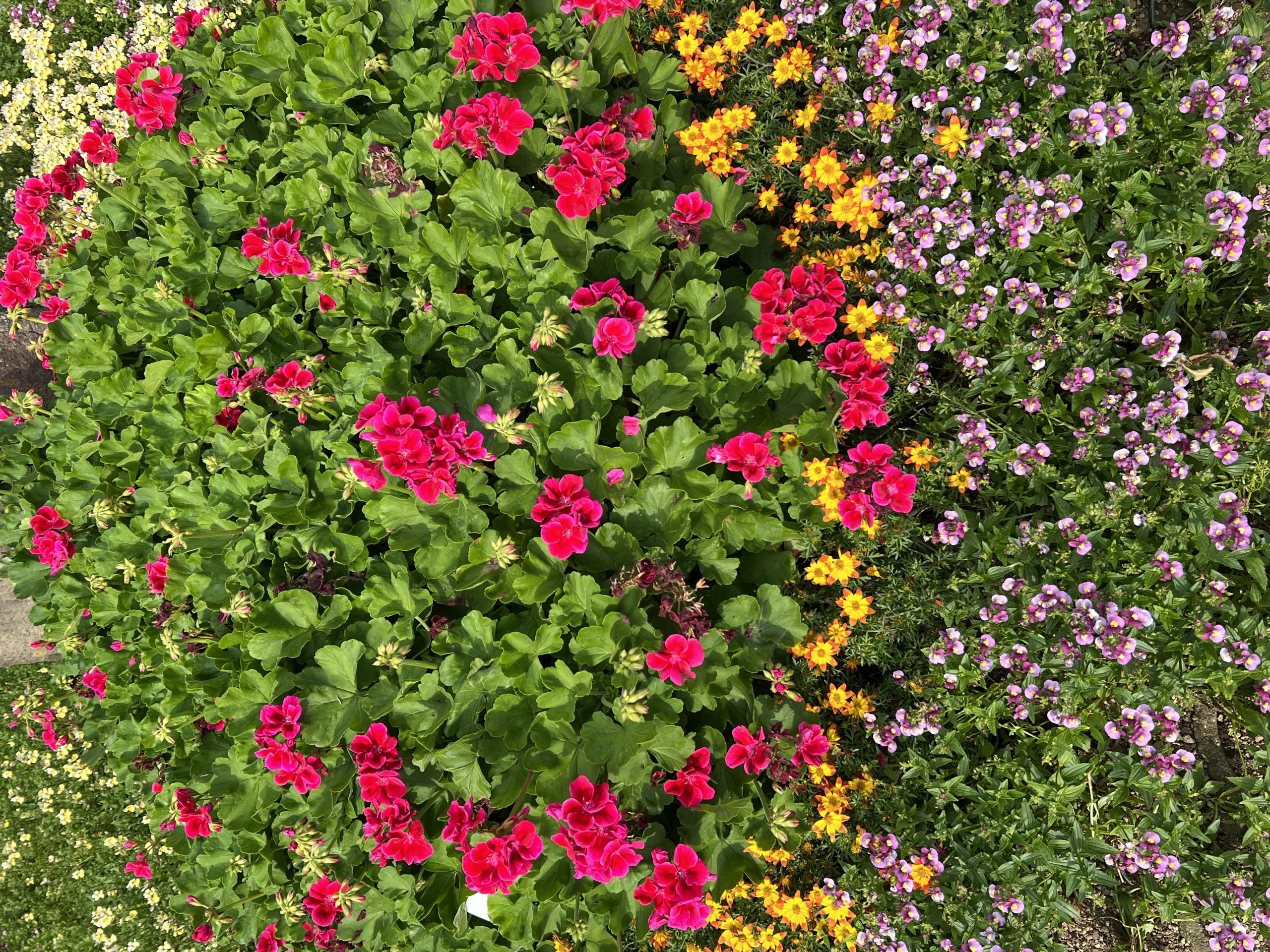 IMG_2556 | 川口市立東中学校